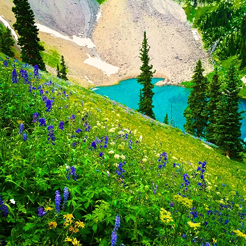 TREE Realty - Telluride & Ridgway Real Estate